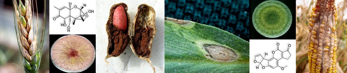 IMICO | Instituto de Investigación en Micología y Micotoxicolog